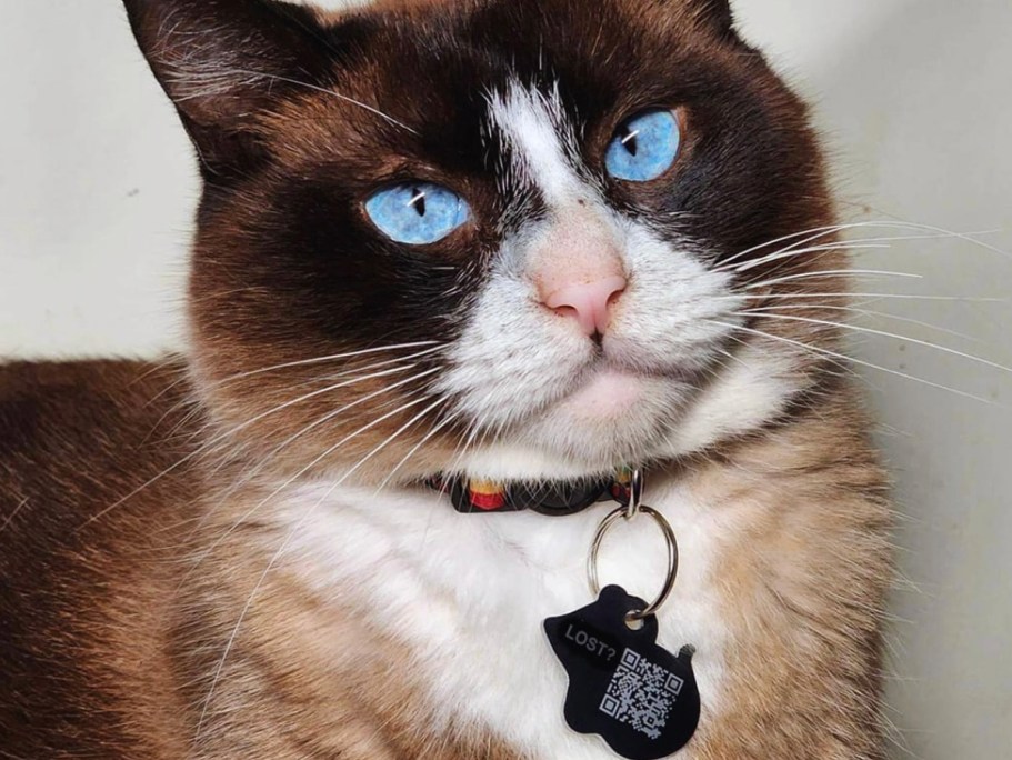 FREE FidoTabby Alert Pet ID Tag (Thousands of Pets Have Already Been ...