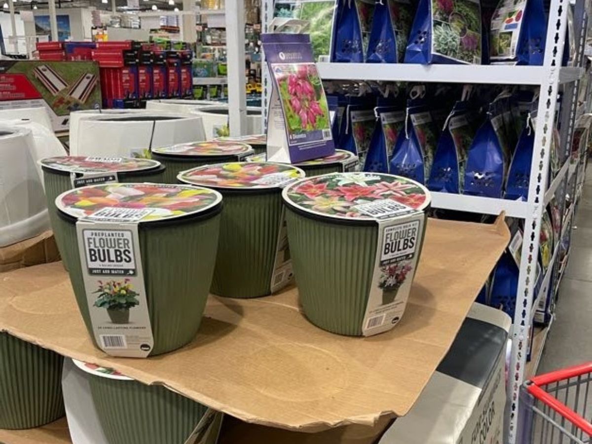 Costco Live Plants: We Spotted Perennial Planters, Hydrangea Plants ...