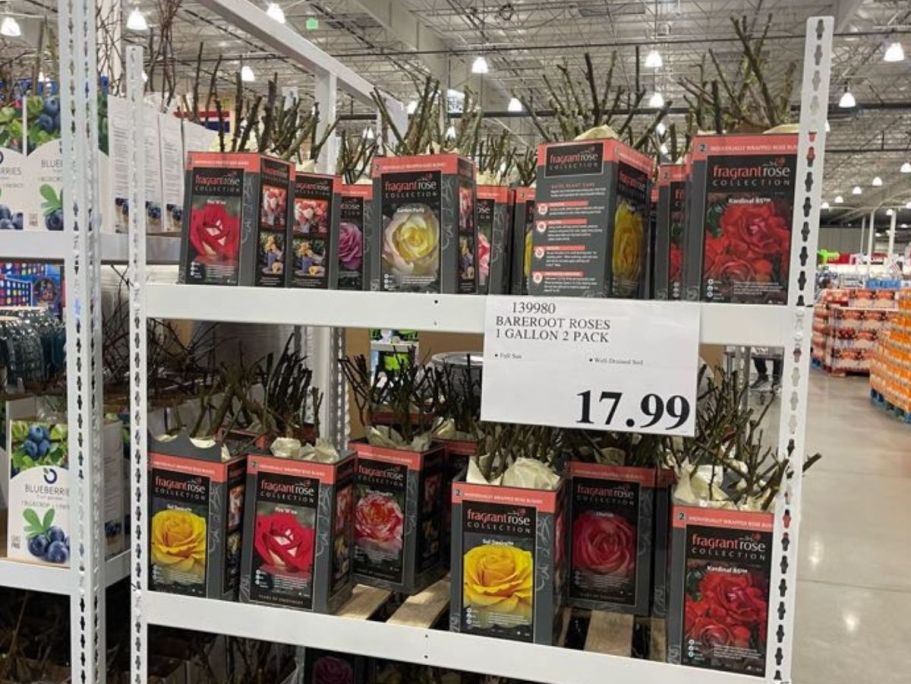 Costco Live Plants: We Spotted Perennial Planters, Hydrangea Plants ...