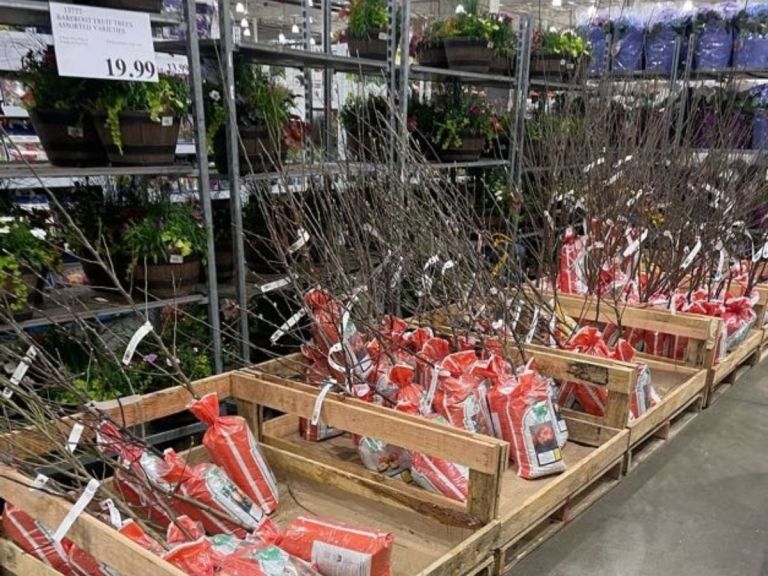 Costco Live Plants: We Spotted Perennial Planters, Hydrangea Plants ...