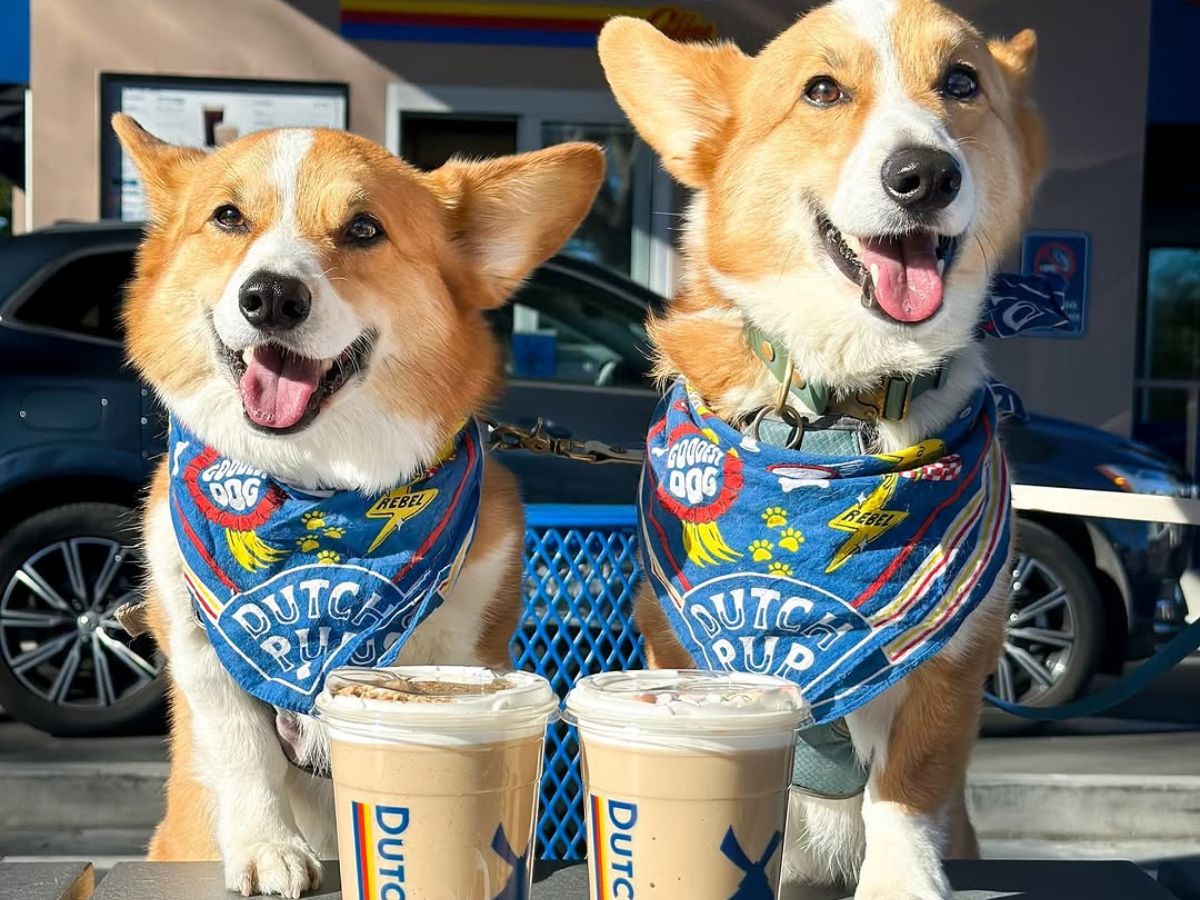 Dutch Bros Freebie! Get a Dog Bandana w/ Drink Purchase | Hip2Save