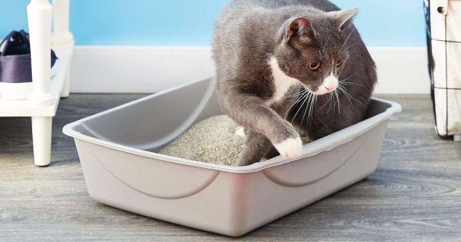 Petmate Basic Open Cat Litter Box Only $3.99 on Amazon | Hip2Save