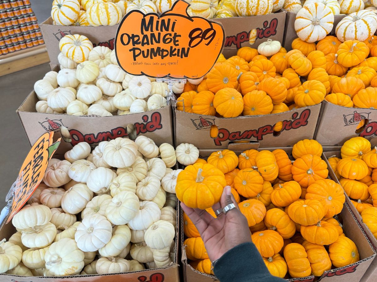 Trader Joe’s Pumpkins from 89¢ - So Many FUN Colors & Shapes! | Hip2Save