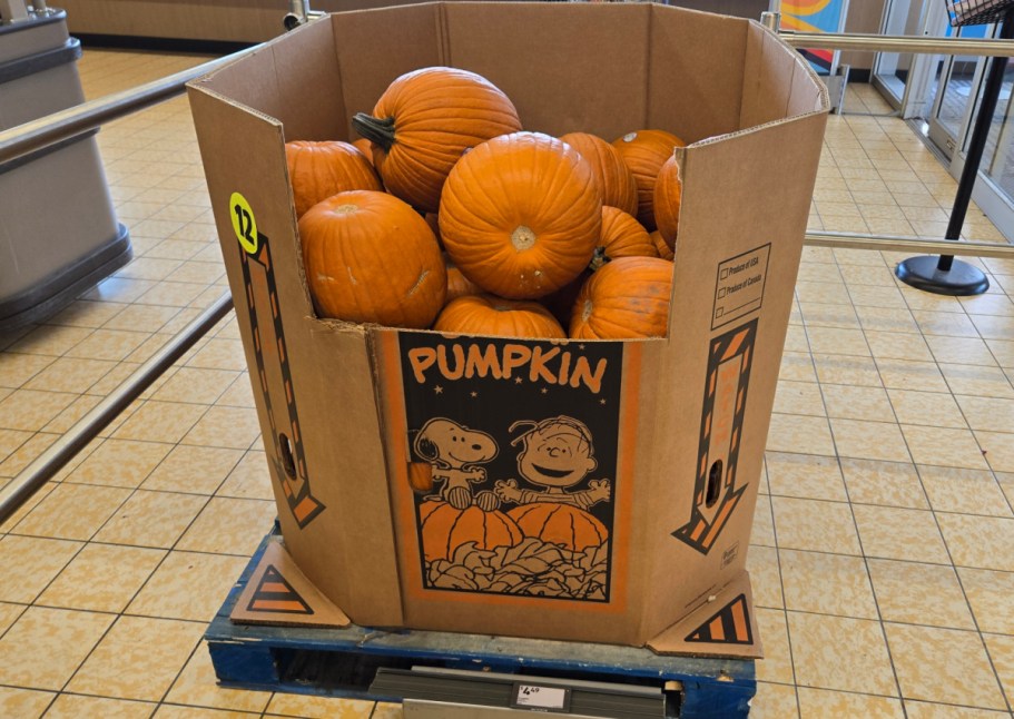 Best Places to Buy Cheap Pumpkins for Halloween 2025 | Hip2Save