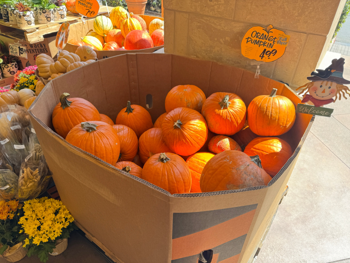 Best Places to Buy Cheap Pumpkins for Halloween 2025 | Hip2Save