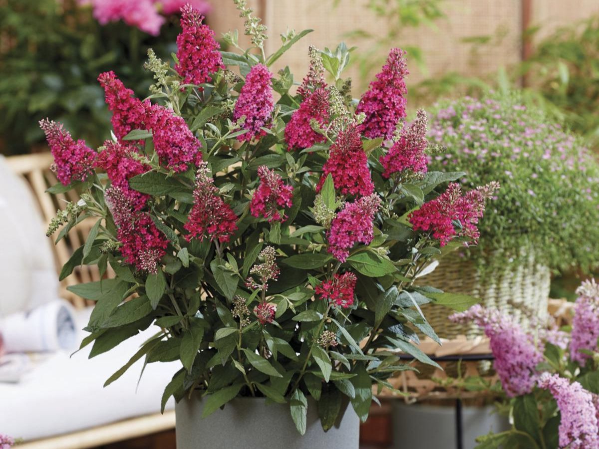 Butterfly Candy Bush Live Plants 4-Pack from $33 Shipped - Today Only ...