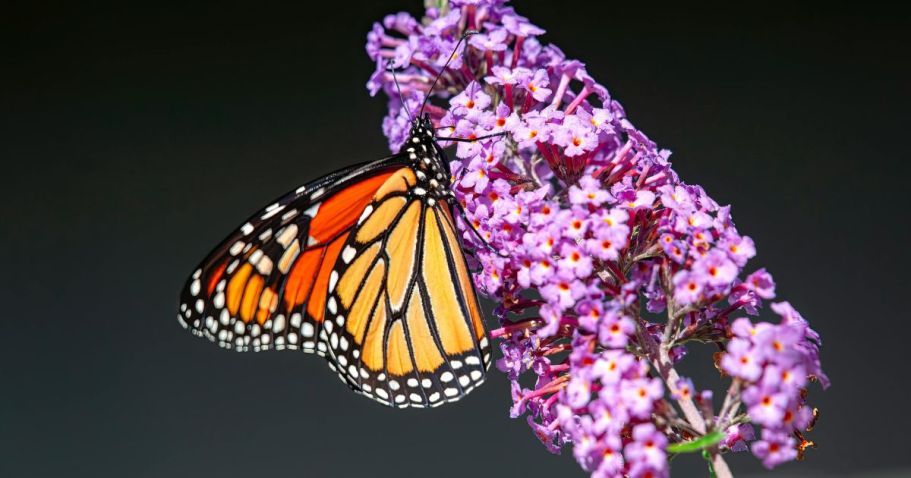 Butterfly Candy Bush Live Plants 4-Pack from $33 Shipped - Today Only ...