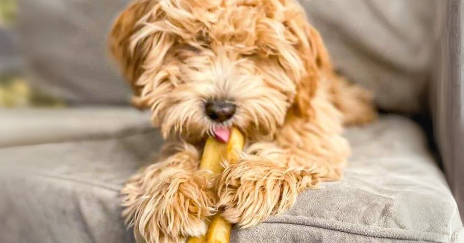 Native Pet Yak Dog Chews 5-Pack Only $9 Shipped on Amazon (Great for ...