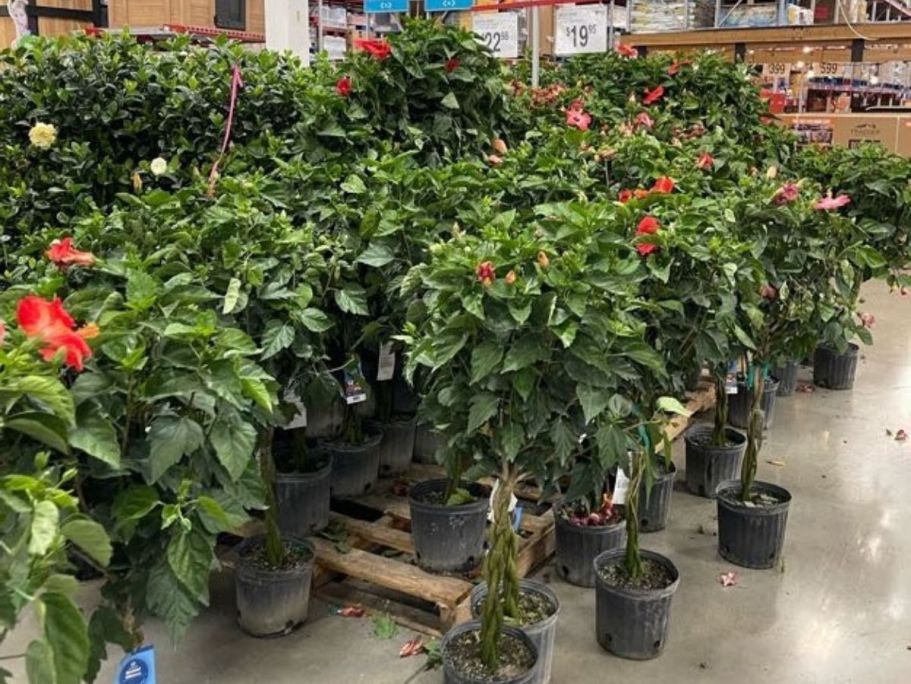 Sam's Club Trees & Hanging Baskets from $15.98 | Hip2Save