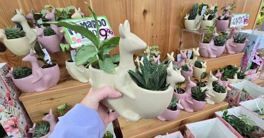 Trader Joe's Has the Cutest Mother's Day Plants from $4.99 | Hip2Save