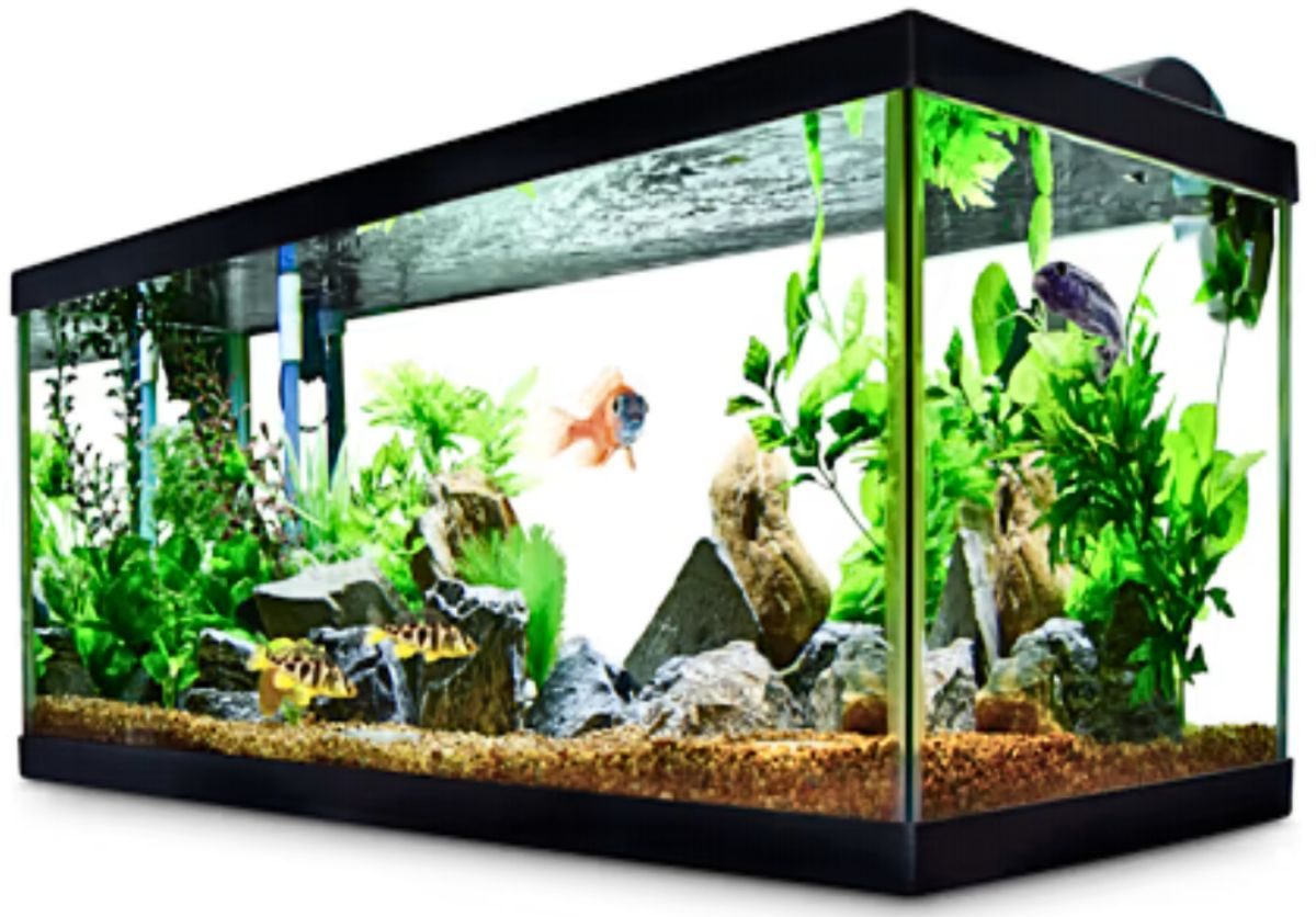 Up to 60% Off Petco Fish Tanks | 40-Gallon Aquarium Just $54.99 (Reg ...