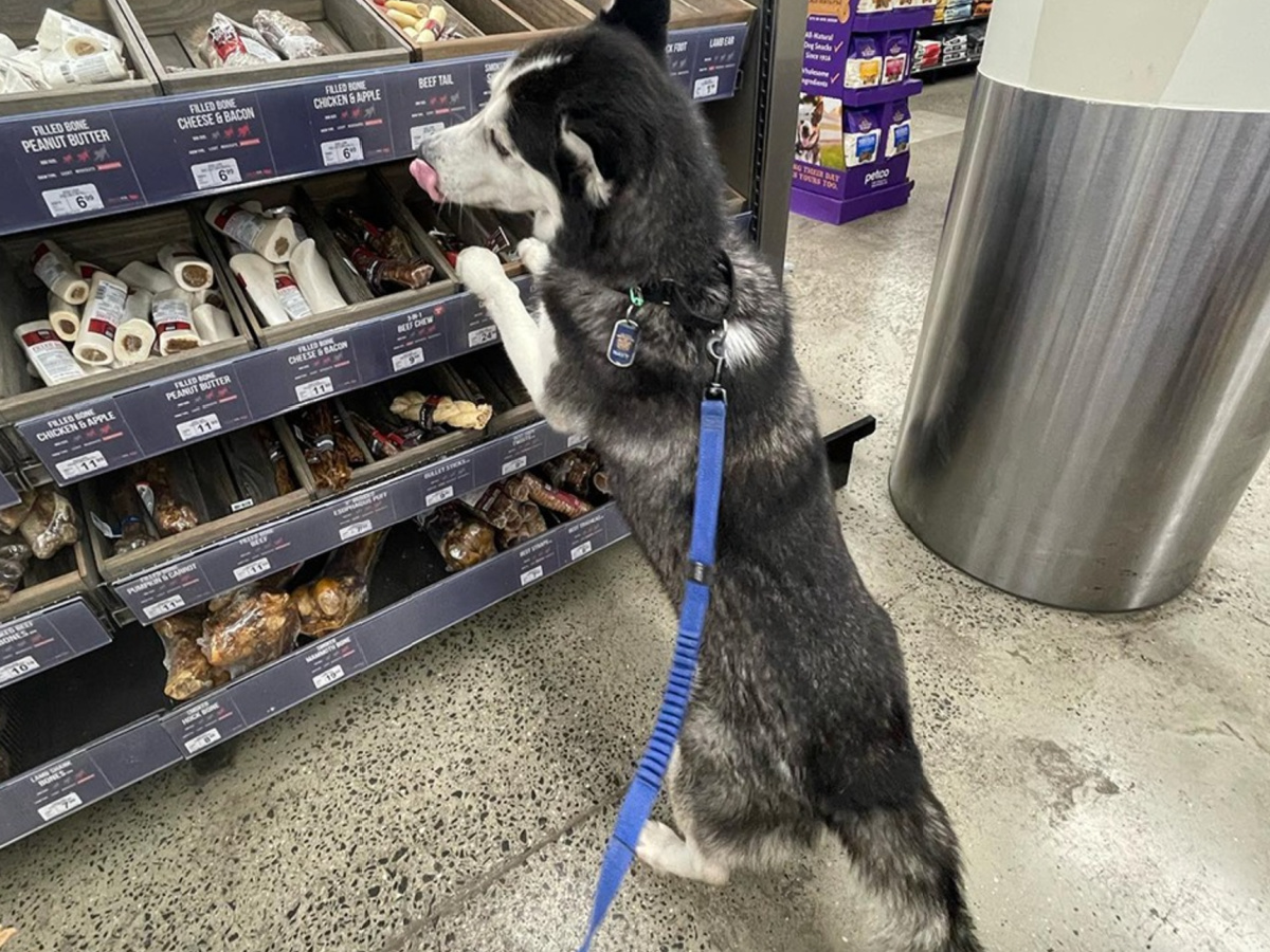 FREE JustFoodForDogs Dog Food Tasting at Petco Today! | Hip2Save