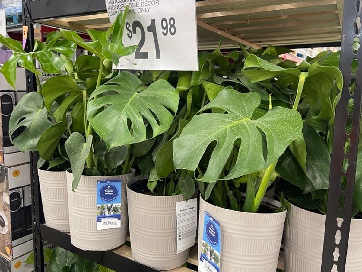 Sam's Club Live Tropical Plants ONLY $21.98 (Monstera, Dracaena, ZZ ...