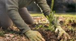 WOW! Get 10 Free Trees to Plant in Your Yard with $20 Arbor Day ...
