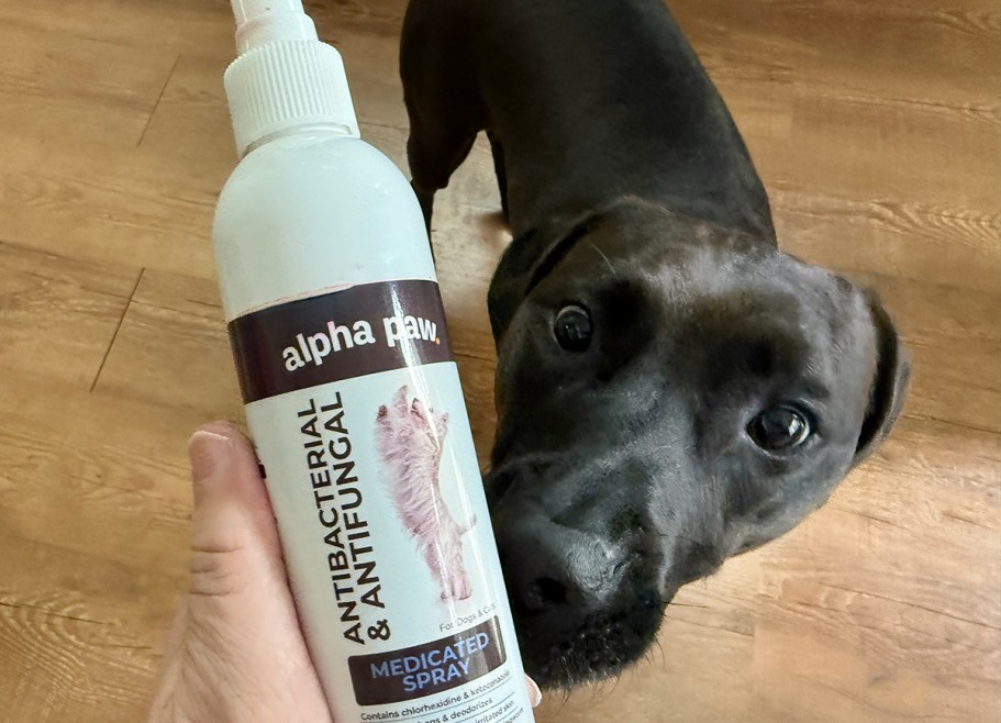 Medicated Spray for Dogs & Cats Just $8.53 Shipped on Amazon | Soothes ...