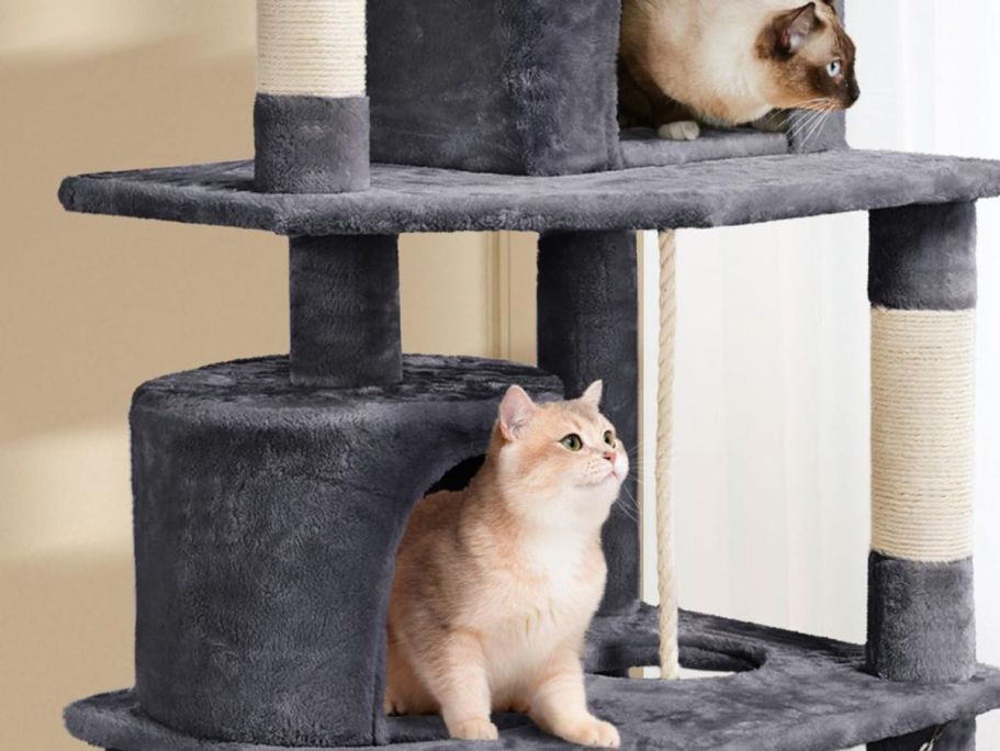 Petco Cat Trees from $39.99 Shipped | Hip2Save