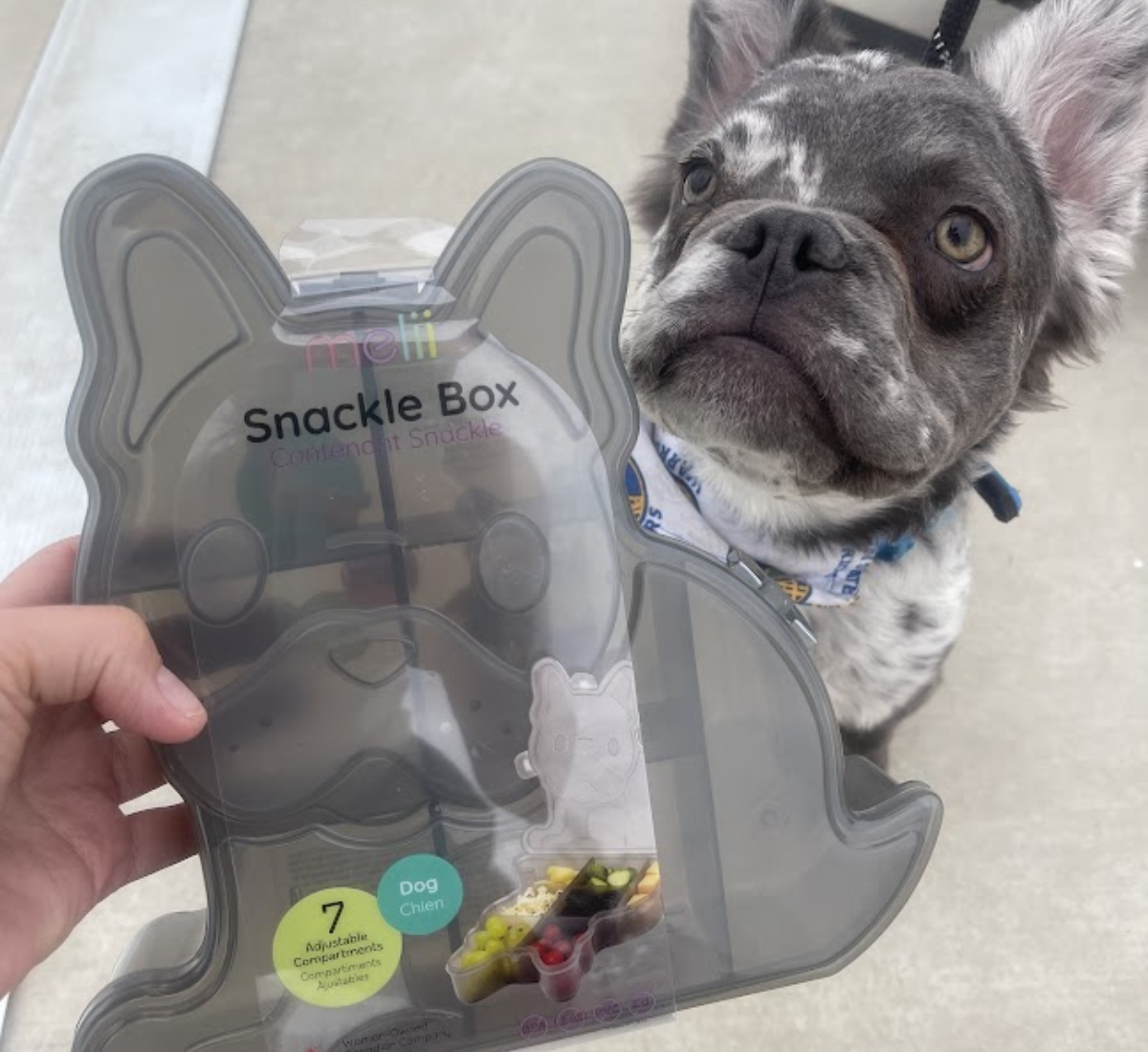 Walmart Animal-Shaped Snackle Box Just $4.50 | Dog, Dino, Unicorn ...