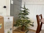 The Viral Texas House Tree Is Back in Stock (But ALREADY Selling Out ...