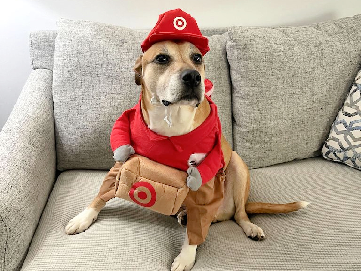 40% Off Target Pet Costumes | Spooky Cute Styles from $3! | Hip2Save