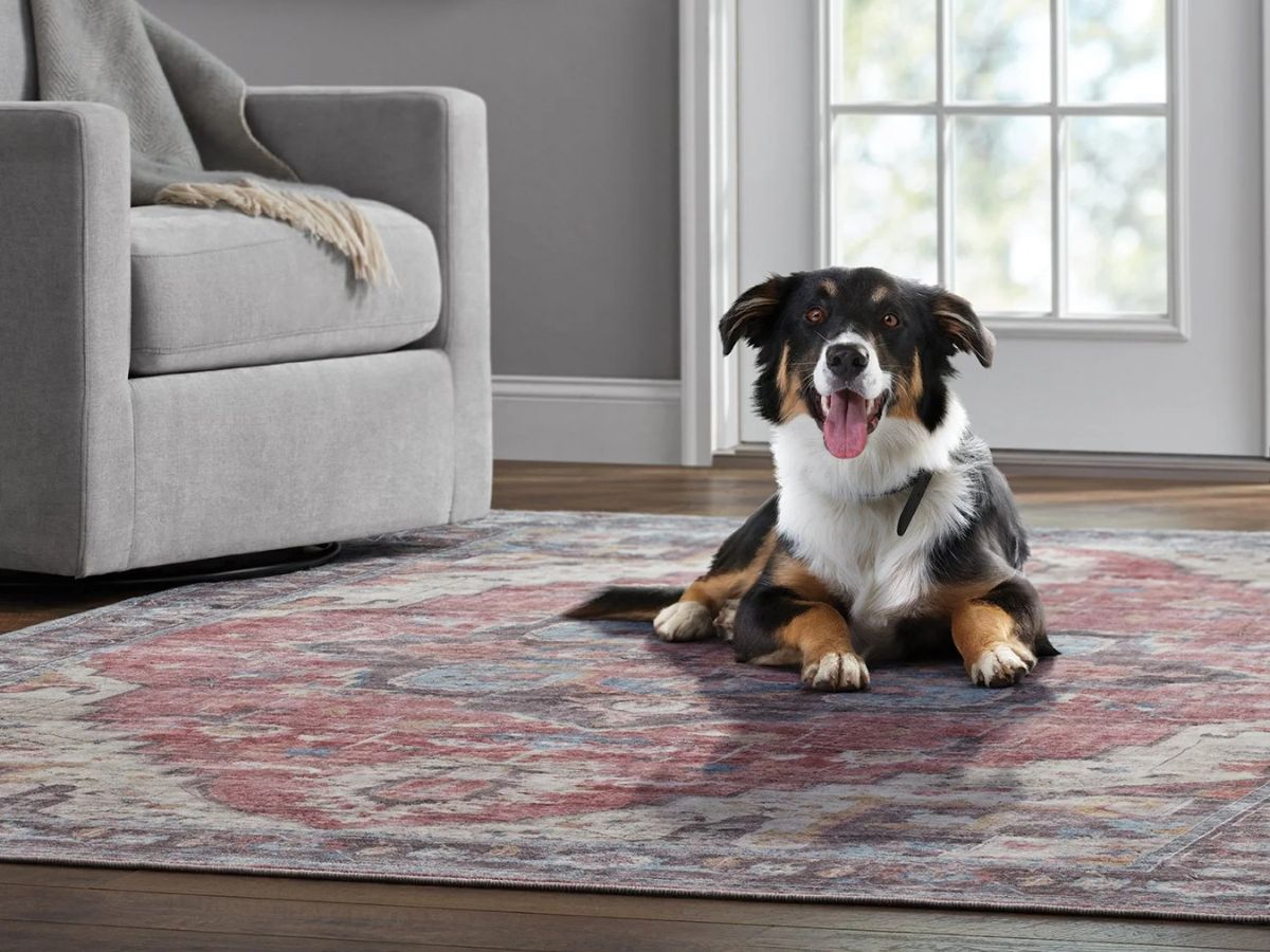 WOW! Large Washable Area Rugs Just $74.98 at Sam’s Club - Easy to Clean ...