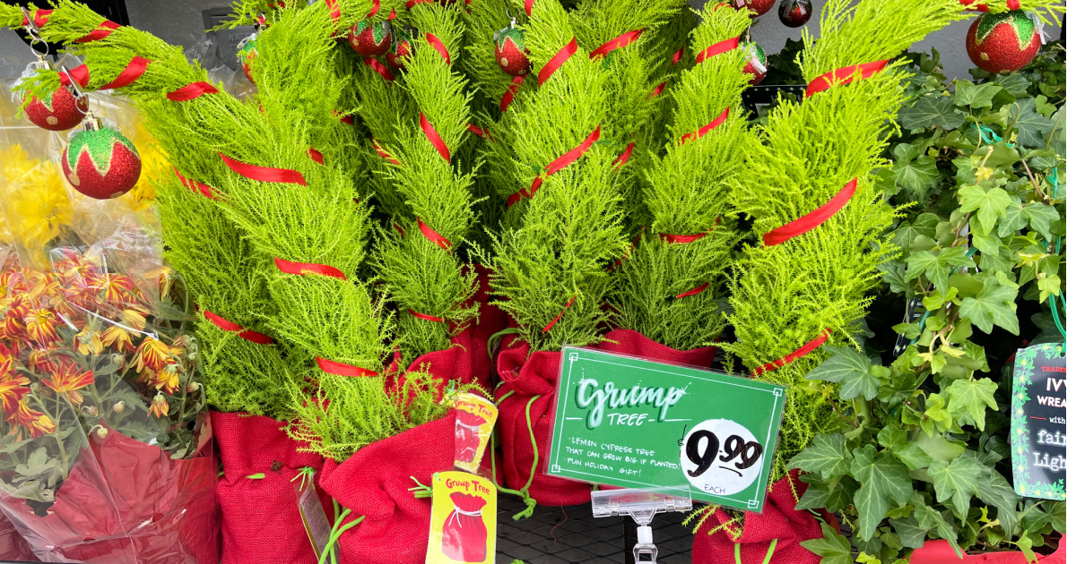 Trader Joe's Grinch Christmas Trees Have Returned & They're Only $9.99 ...