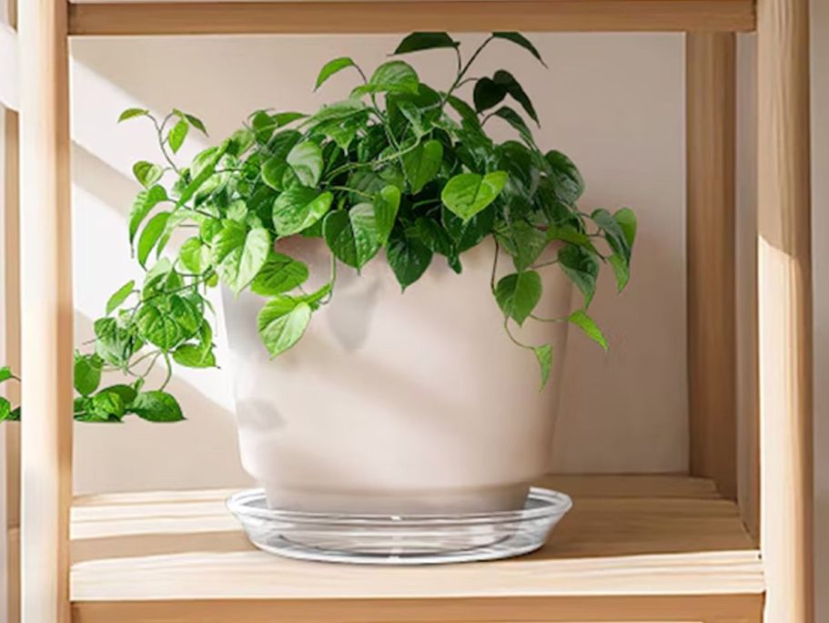 allen + roth Translucent Plant Saucer Just $1 on Lowes.com | Hip2Save